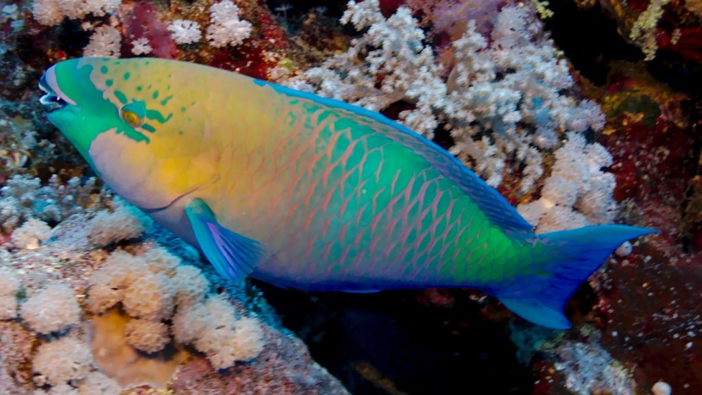 Les Perroquets | Six minutes pour la mer rouge